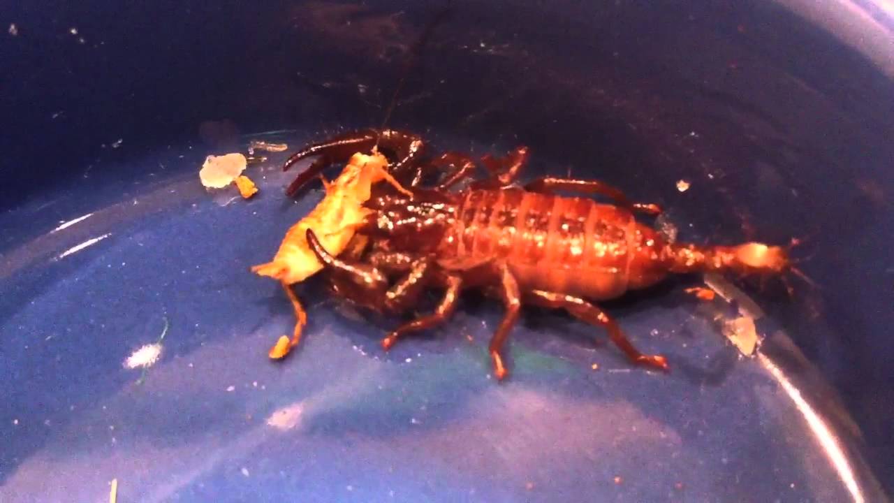 Emperor Scorpion Feeding (Part 1) - YouTube
