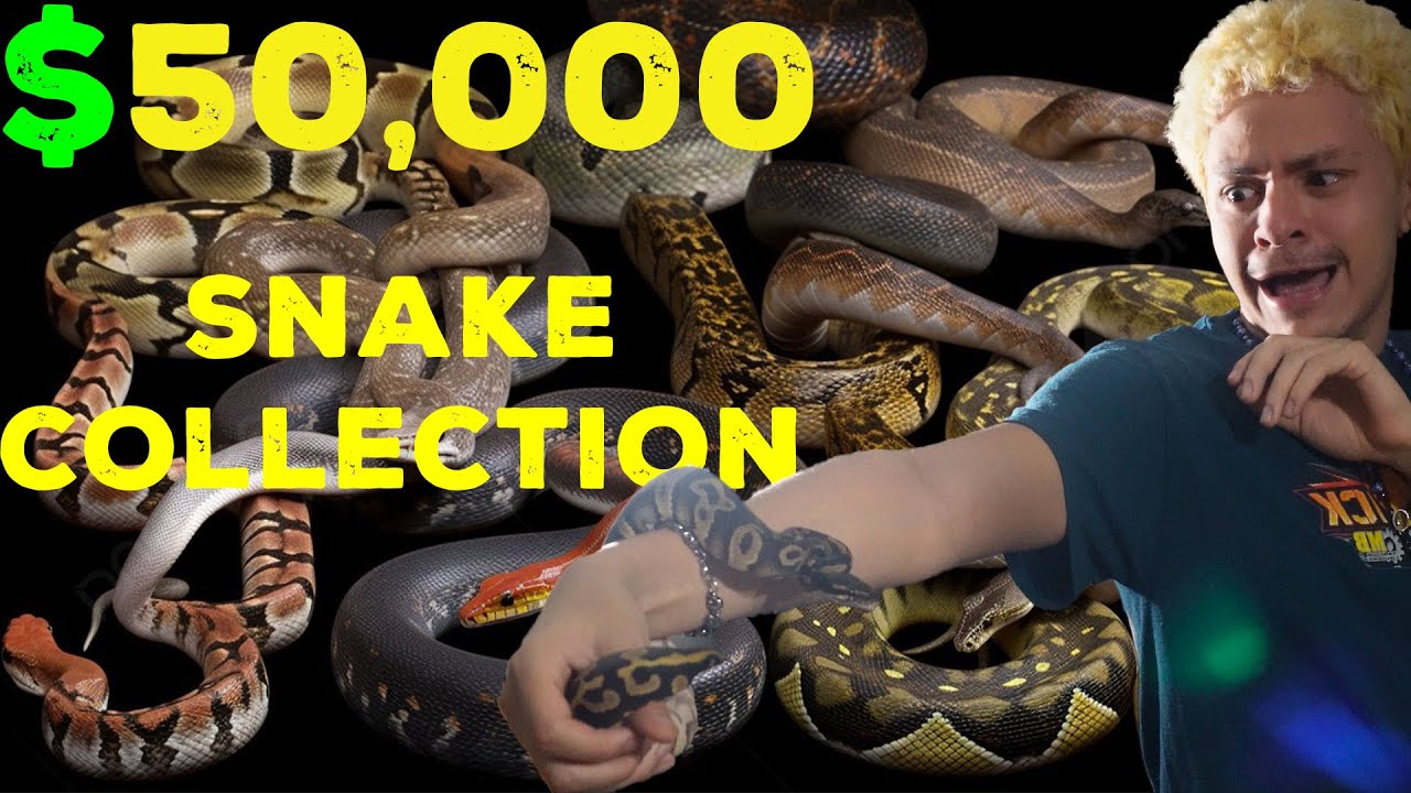 $50,000 SNAKE COLLECTION - YouTube