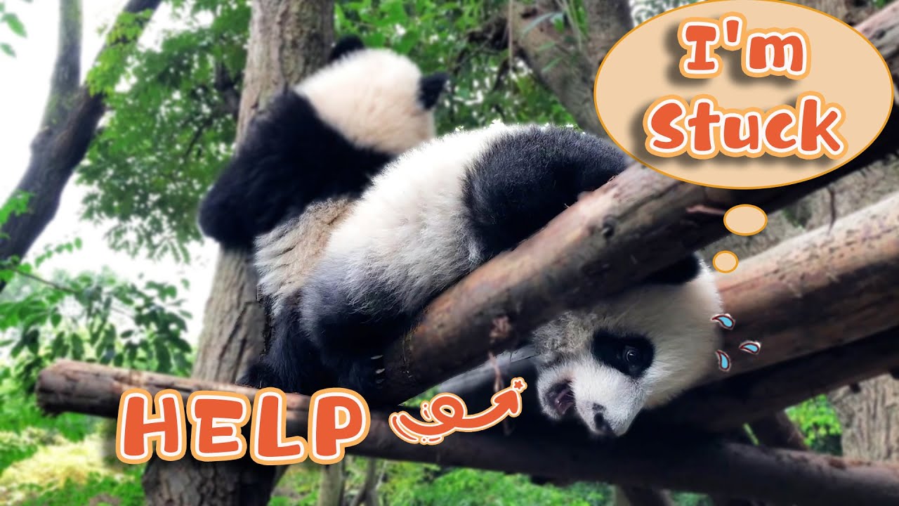 The Most Awkward Moments In Panda’s Life | iPanda - YouTube