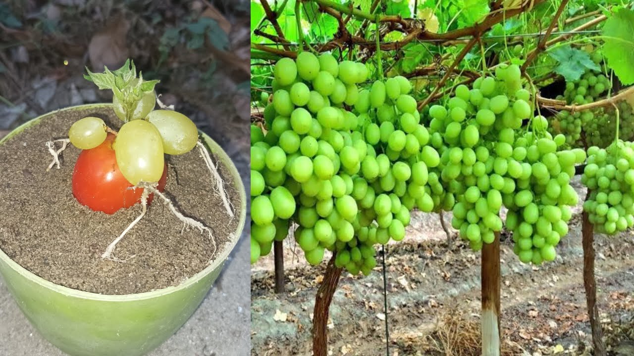 Simple method propagate Grape with tomato, Growing grape tree from ...