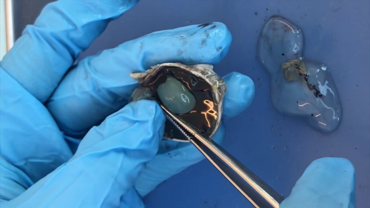 Eye Dissection HD 720p - YouTube