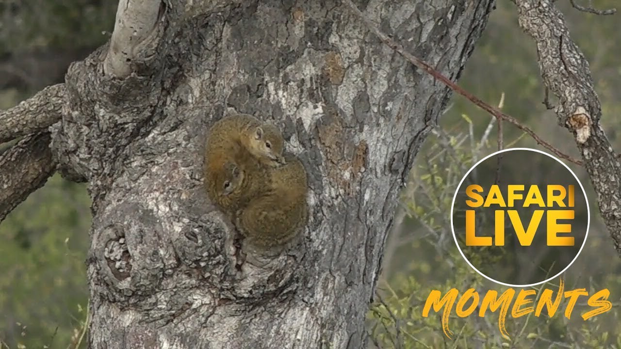 Squirrels Cuddle Against the Cold - YouTube