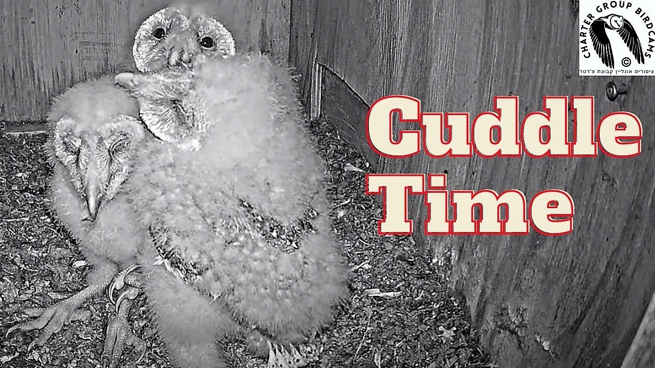Barn Owl Babies Snuggle Up And Wait For Their Next Meal! - YouTube
