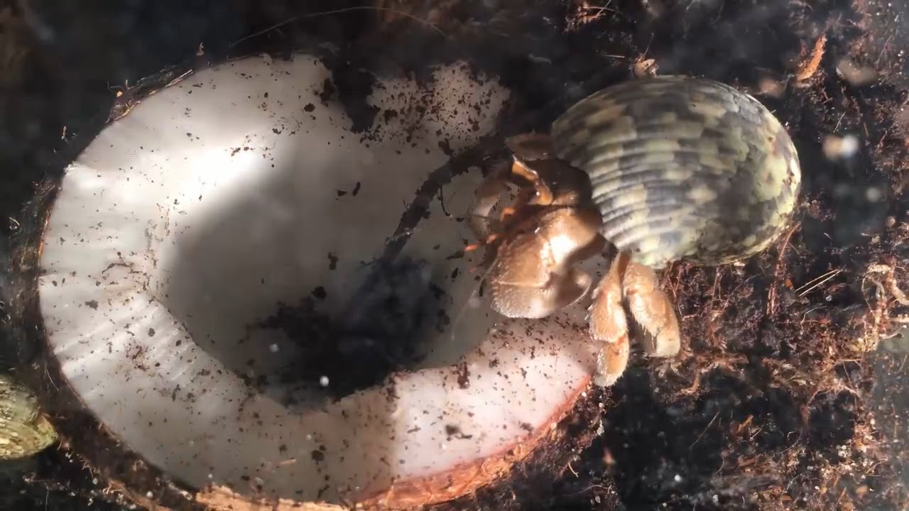 Hermit Crab Coconut Digging Timelapse - YouTube