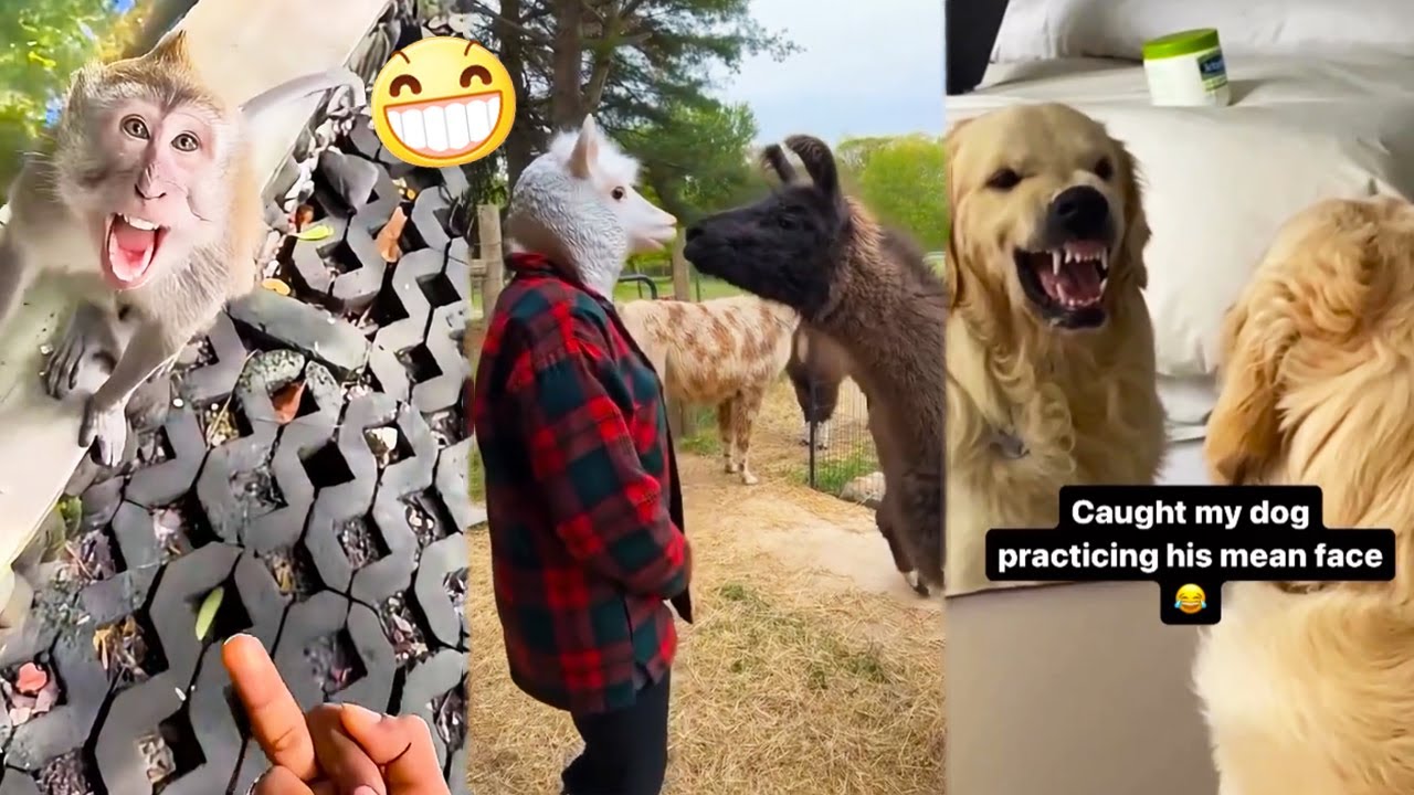 Funny Animal Reactions Make You Laugh All Day 😂 - YouTube