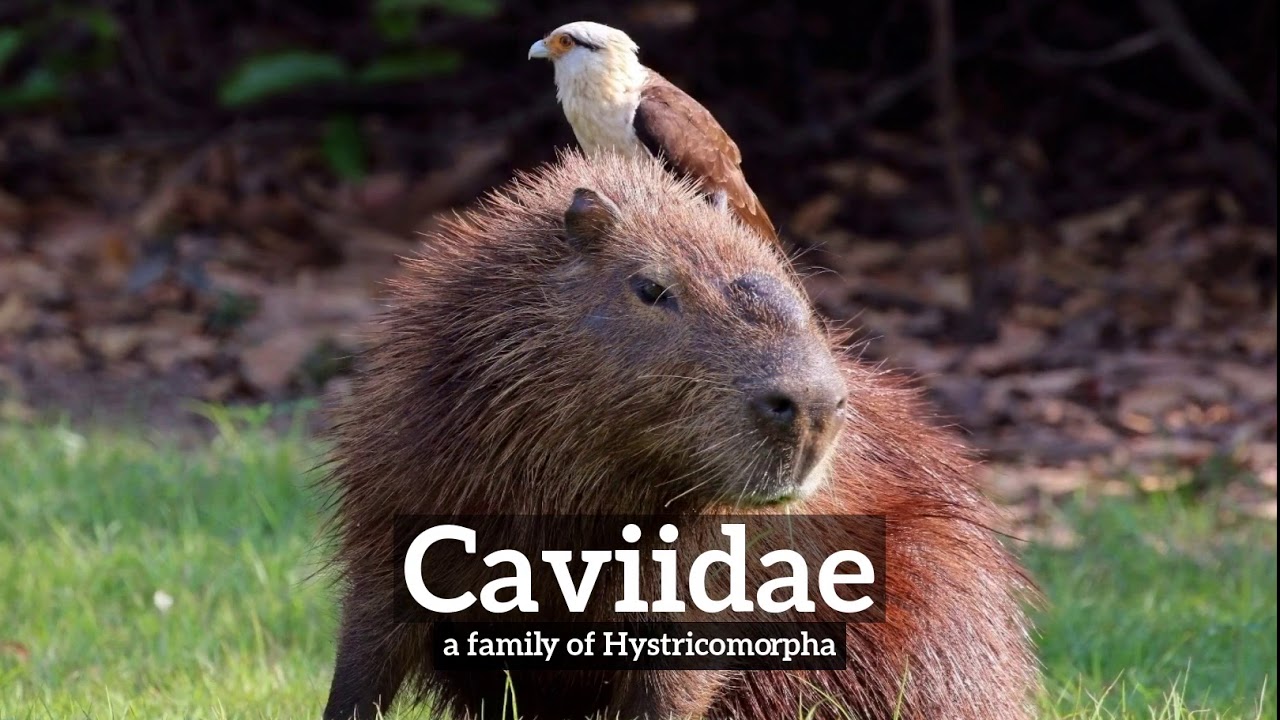 How to Say Caviidae in English? | What is Caviidae? | How Does Caviidae ...