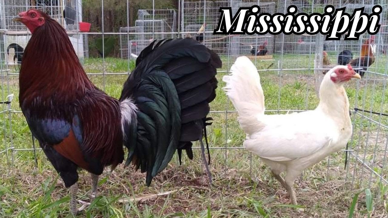 Williams Hatch Simbeck Lacy Roundhead - CW FARM Beautiful Birds Farm ...