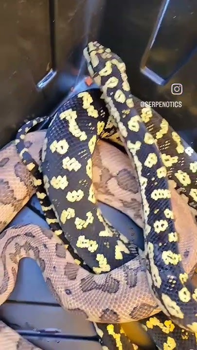 carpets chilling! 🐍😍 #pythons #carpets #reptile #snake #animalplanet # ...