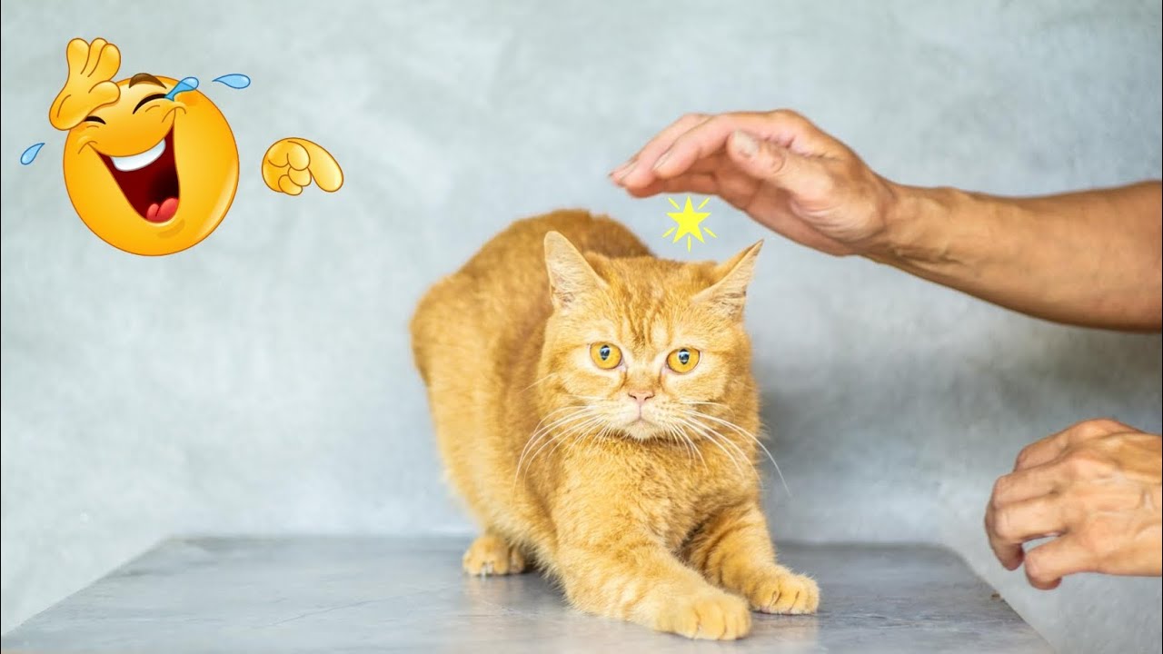 You won't be able to stop laughing after watching Cats funny comedy ...