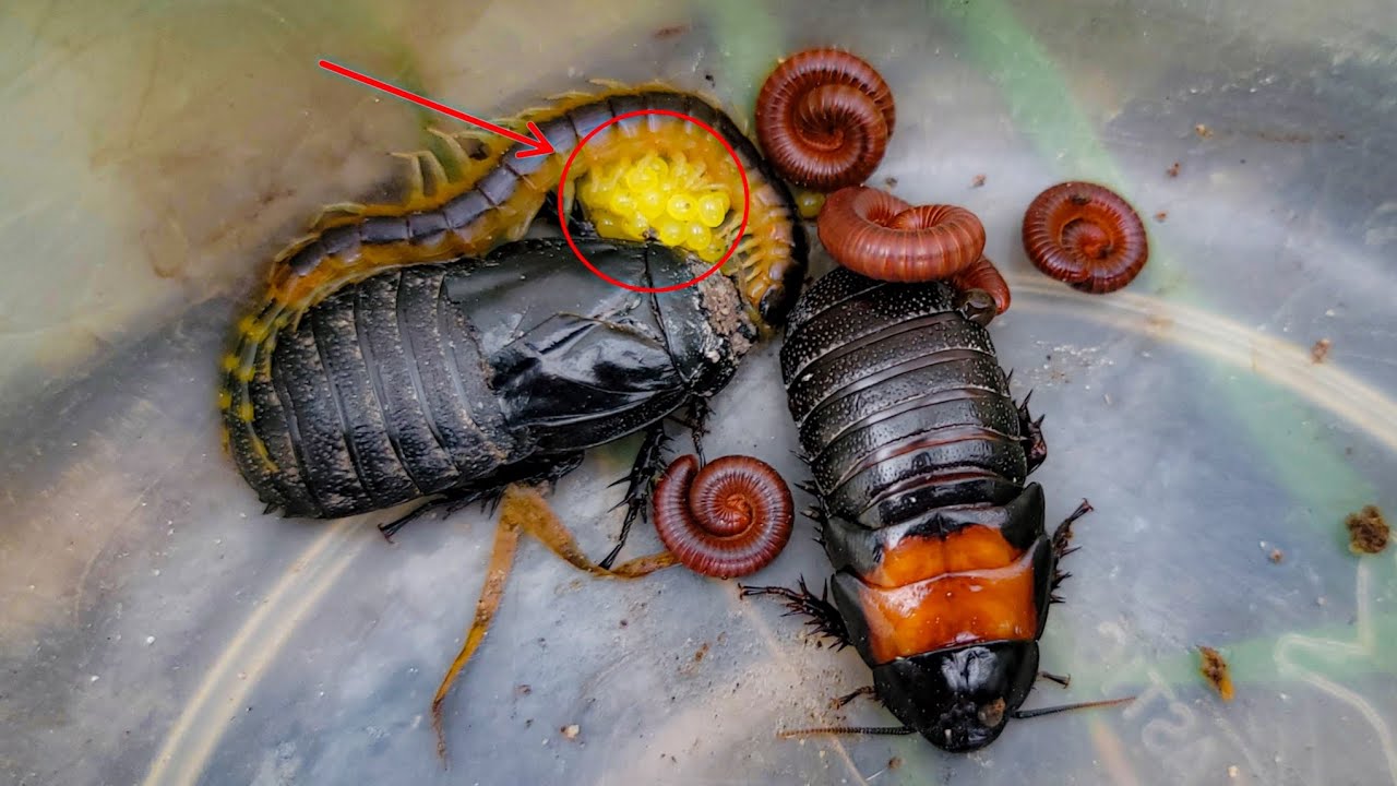 Looking Insect In Wood Meet Centipede, Cockroach, Red Millipede #pet # ...