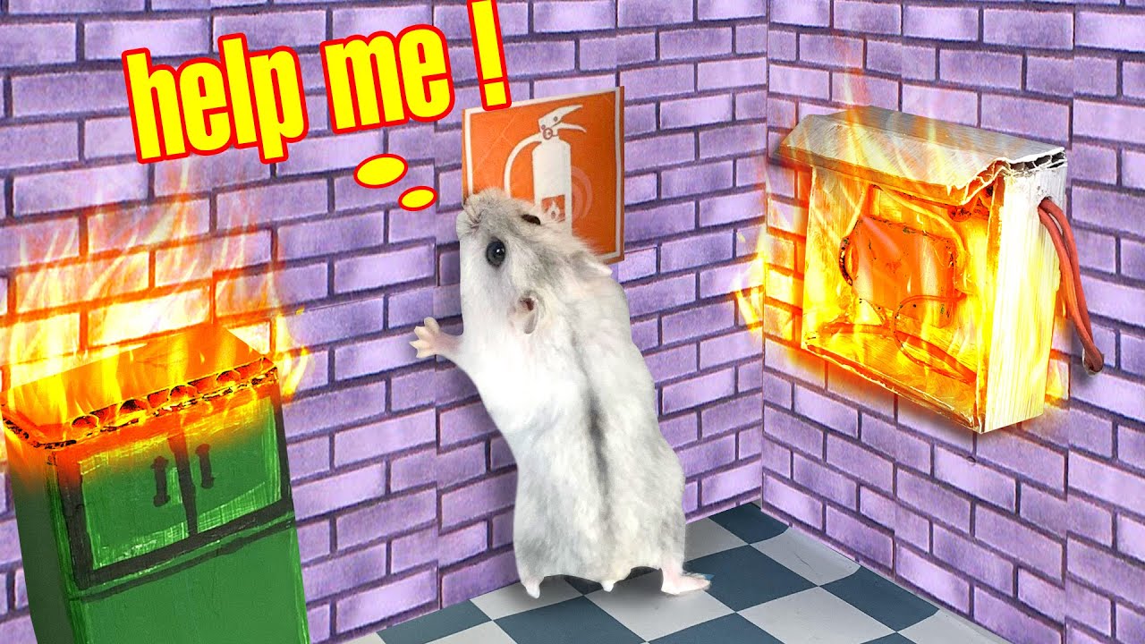 🐹 Hamster escapes The Hospital is on fire maze rescue Pets in real life ...