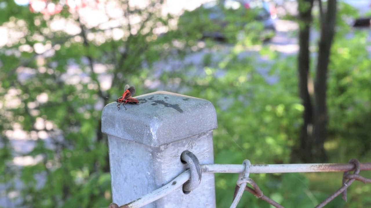 A beetle heads towards the ramp, then takes off quickly - YouTube