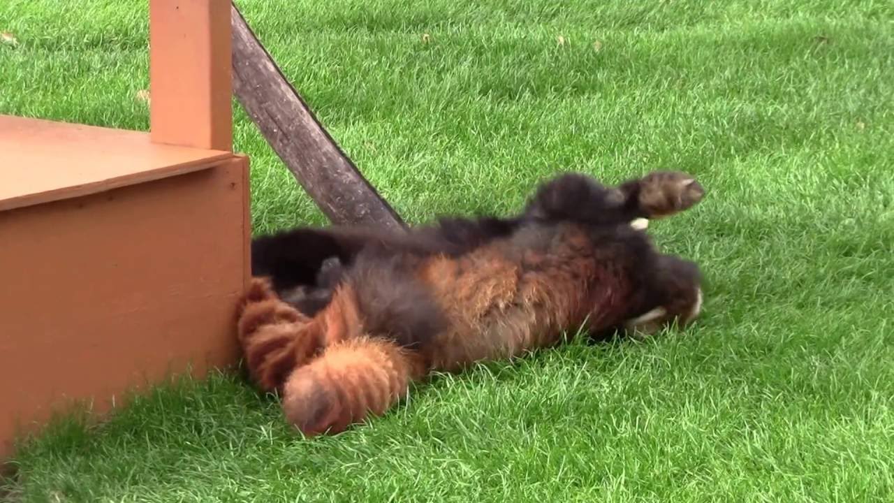 #2-7 Dec 2016 Red panda at Adventure world, Japan - YouTube