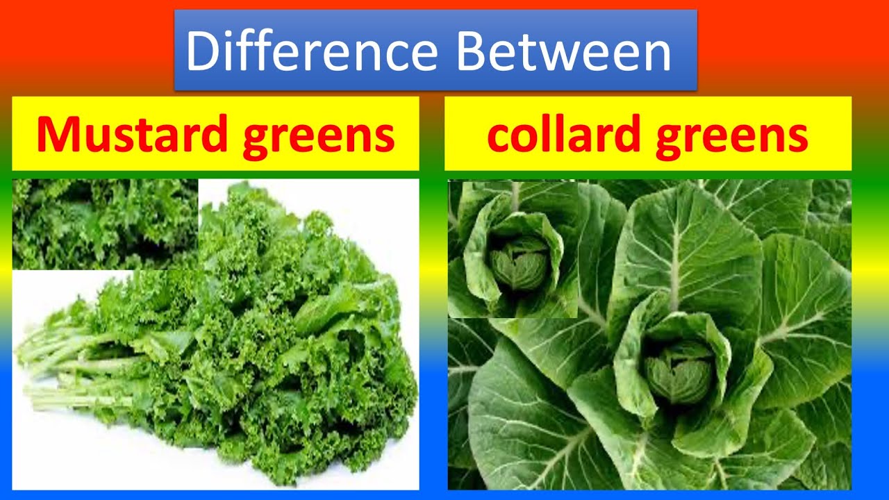 Differences Between Medical And Health Benefits Of Mustard greens and ...
