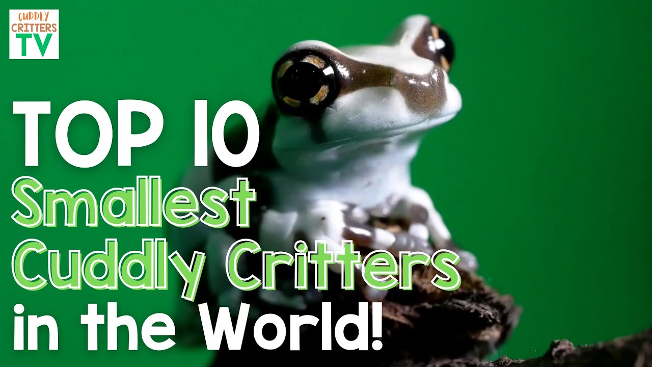 Top 10 Smallest Cuddly Critters in the World! - YouTube