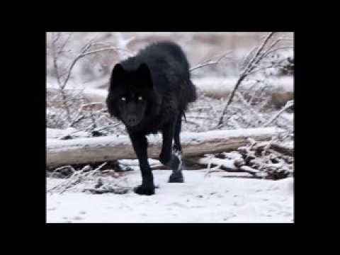 Howling Wolves Halloween and Scary Sound - YouTube