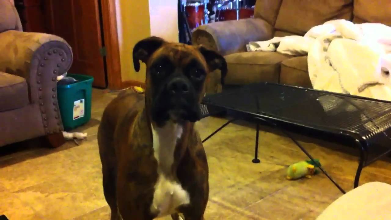 Brock the Boxer: PETCO Question!! - YouTube