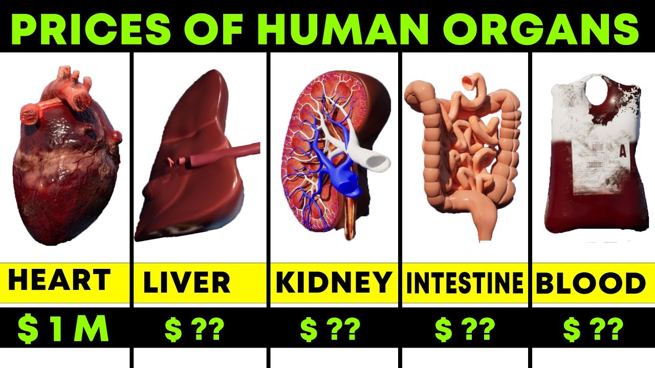 Price Comparison: How much the Human Body Cost. #comparison #humanorgan ...