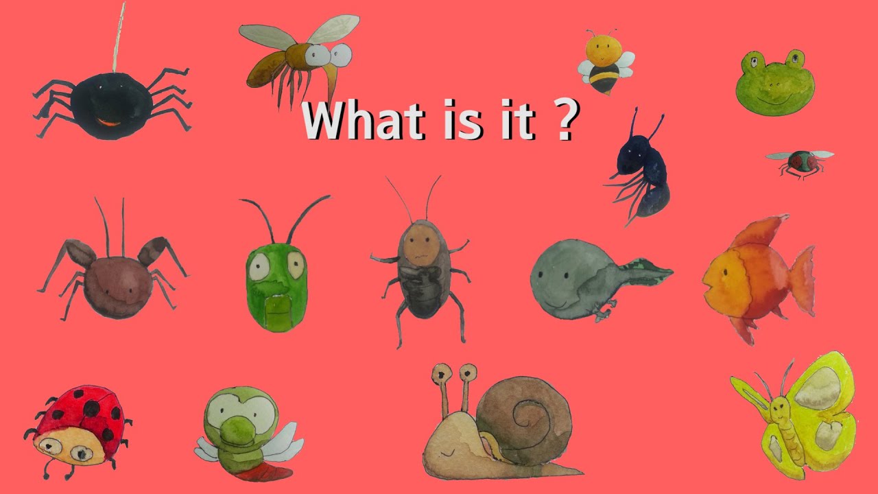 [ What's your name ? ] Learn insects in English [ insect _03 ] - YouTube