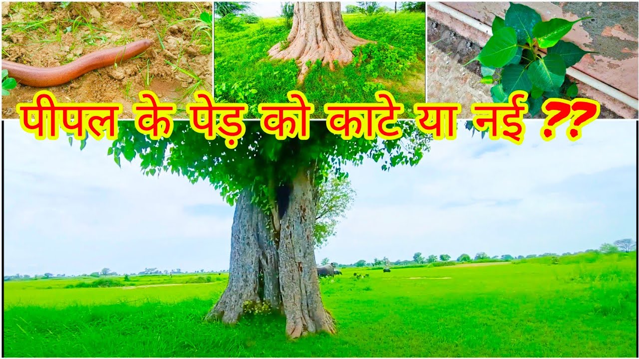 Pipal ka ped ghar me lagana chahie ki nahi. ?😇 पीपल के पेड़ का सच - YouTube