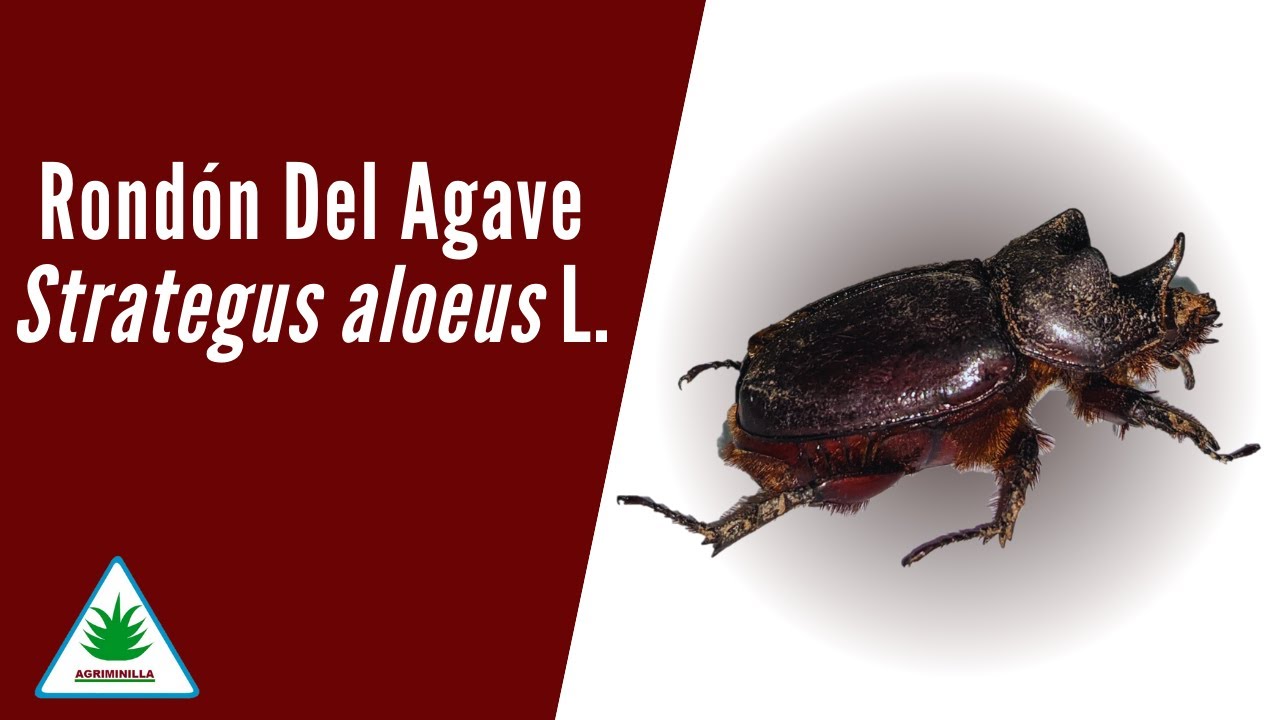 Rondón del agave (Strategus aloeus L.) - YouTube