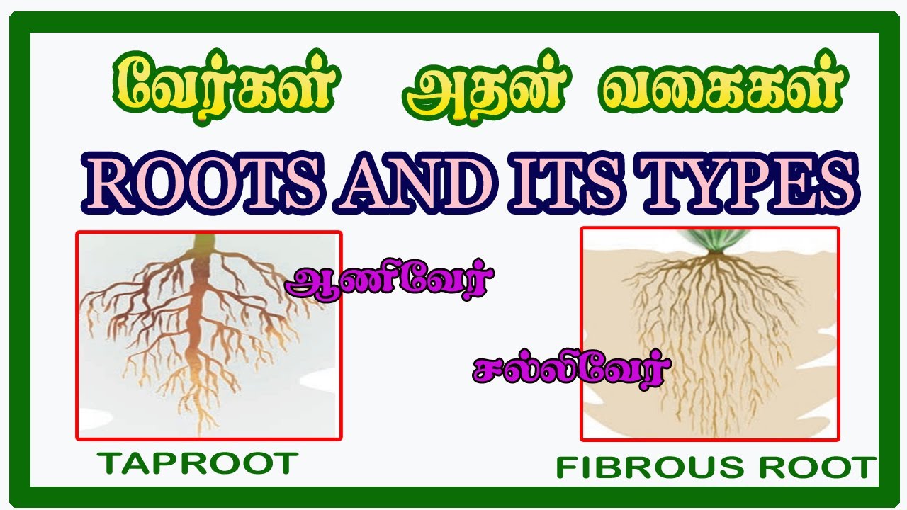 ROOTS AND ITS TYPES |வேர்கள் அதன் வகைகள்| TYPES OF ROOTS | TAPROOT AND ...