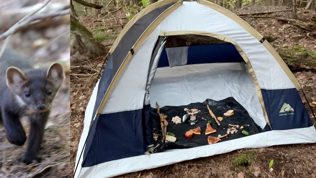 What happens to food left in the tent overnight? Trail camera. - YouTube