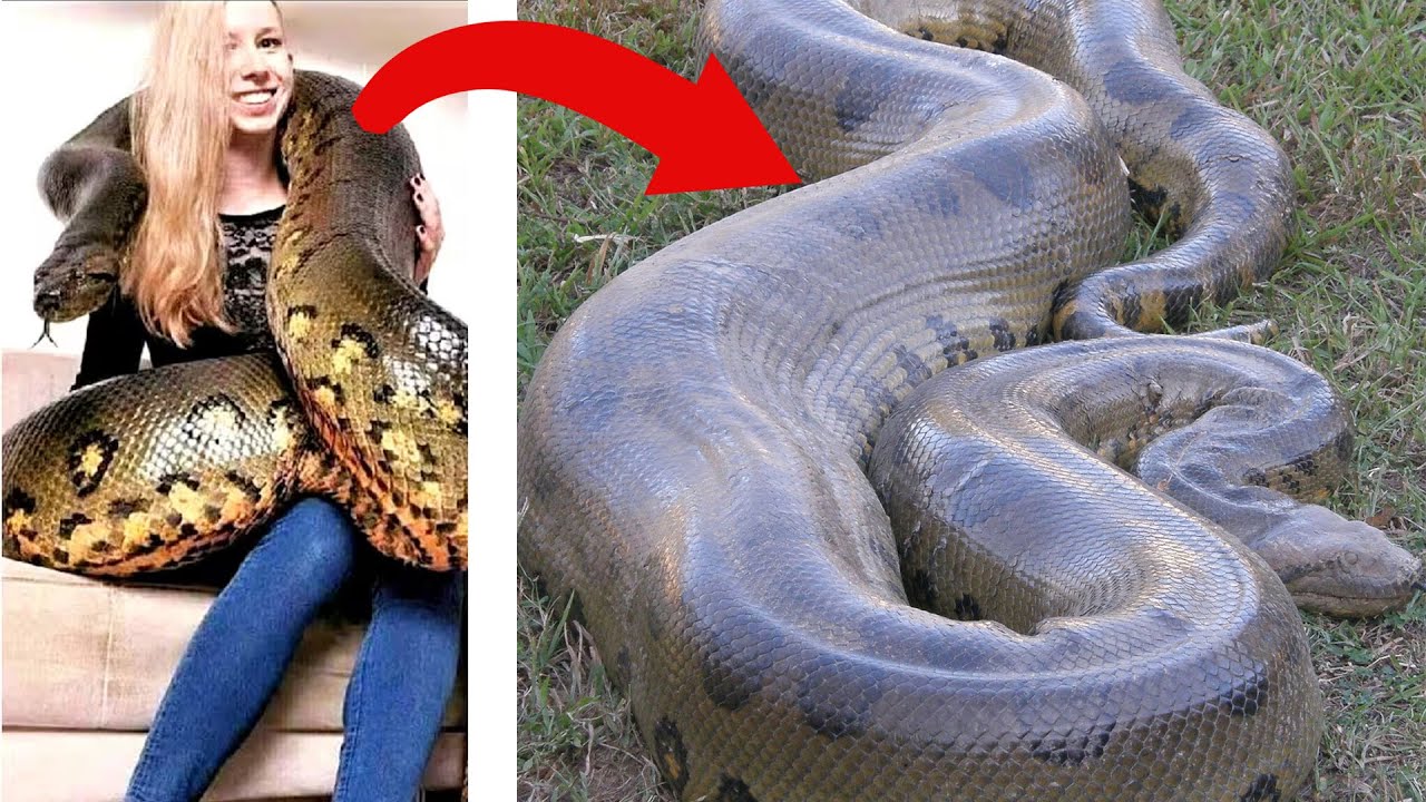 Donna MANGIATA da un SERPENTE - YouTube