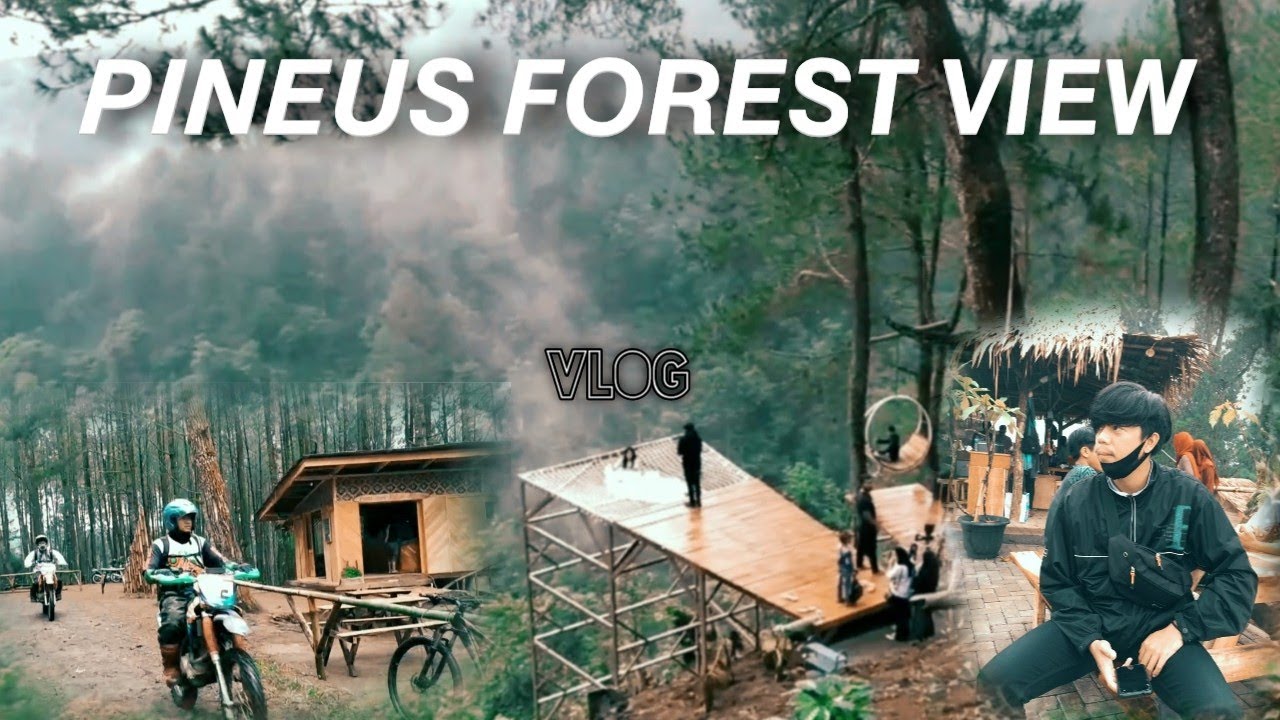PINEUS FOREST VIEW || vlog - YouTube