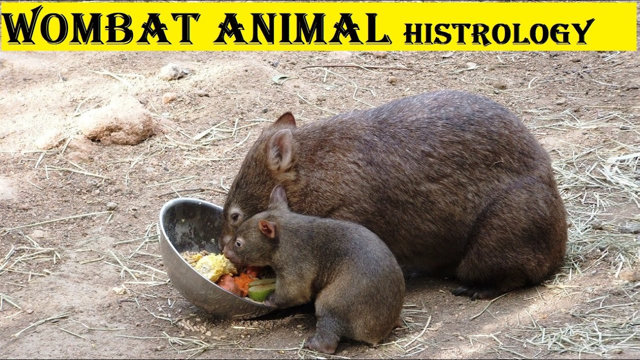 Wombats | Animal histrology - YouTube