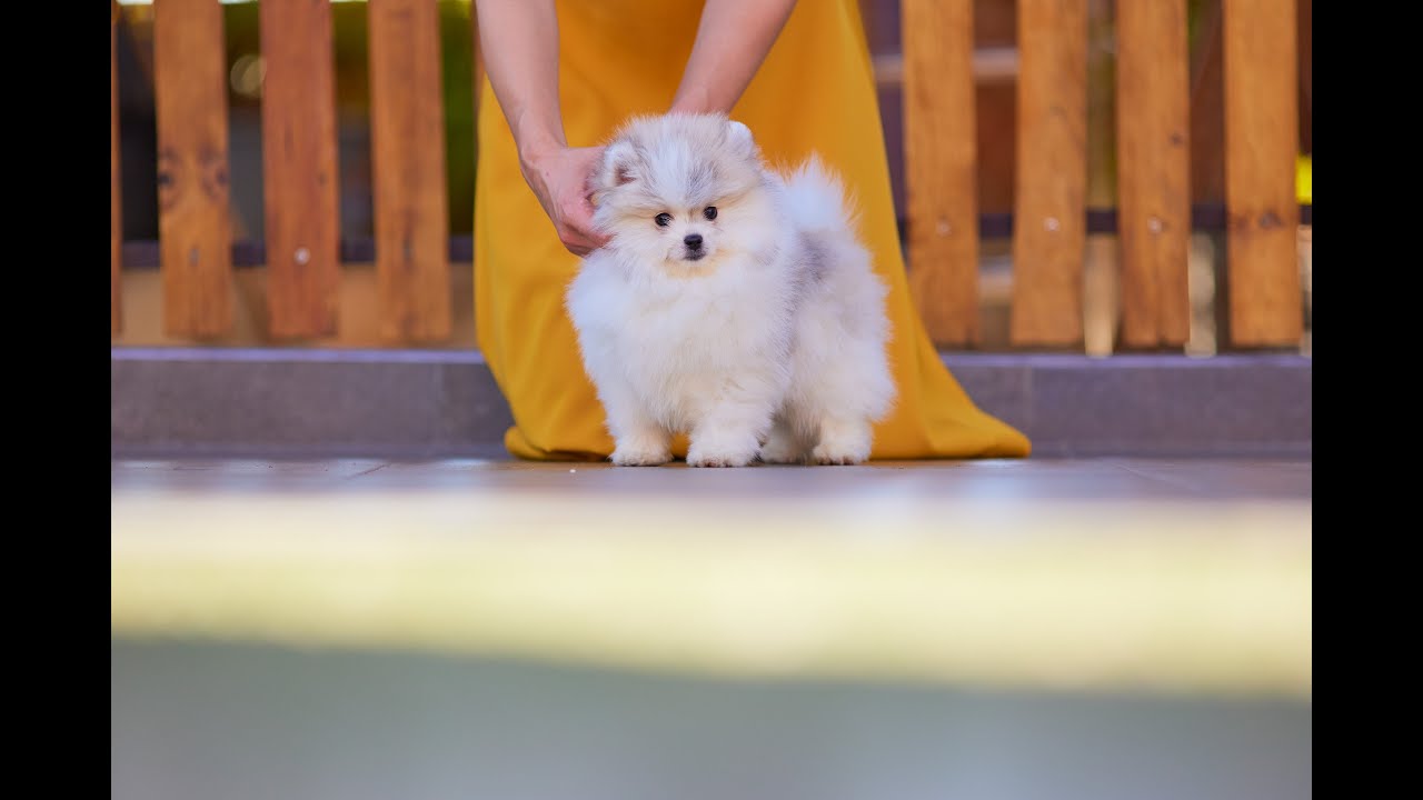 🐶💜 $35,000 hembra parti-color, sin Pedigree, Prognata ALX1002 - YouTube