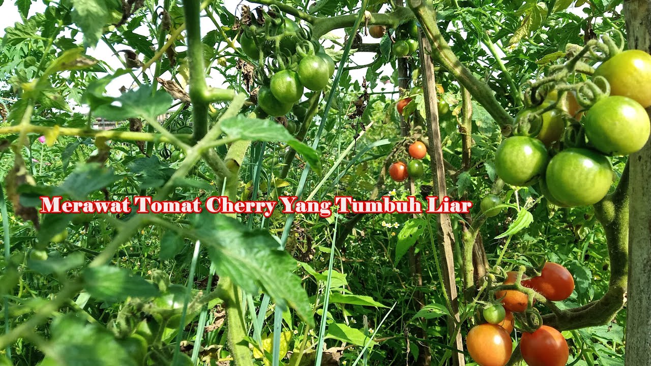 TOMAT CHERRY, Jenis Tomat Paling Mudah Tumbuh Dan Berbuah - YouTube
