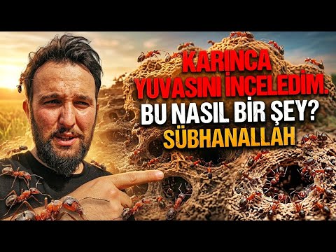 Karınca yuvasını inceledim! Yok böyle birşey! Aman Allahım! Bu nasıl bir yaşam! Resmen şok oldum!!