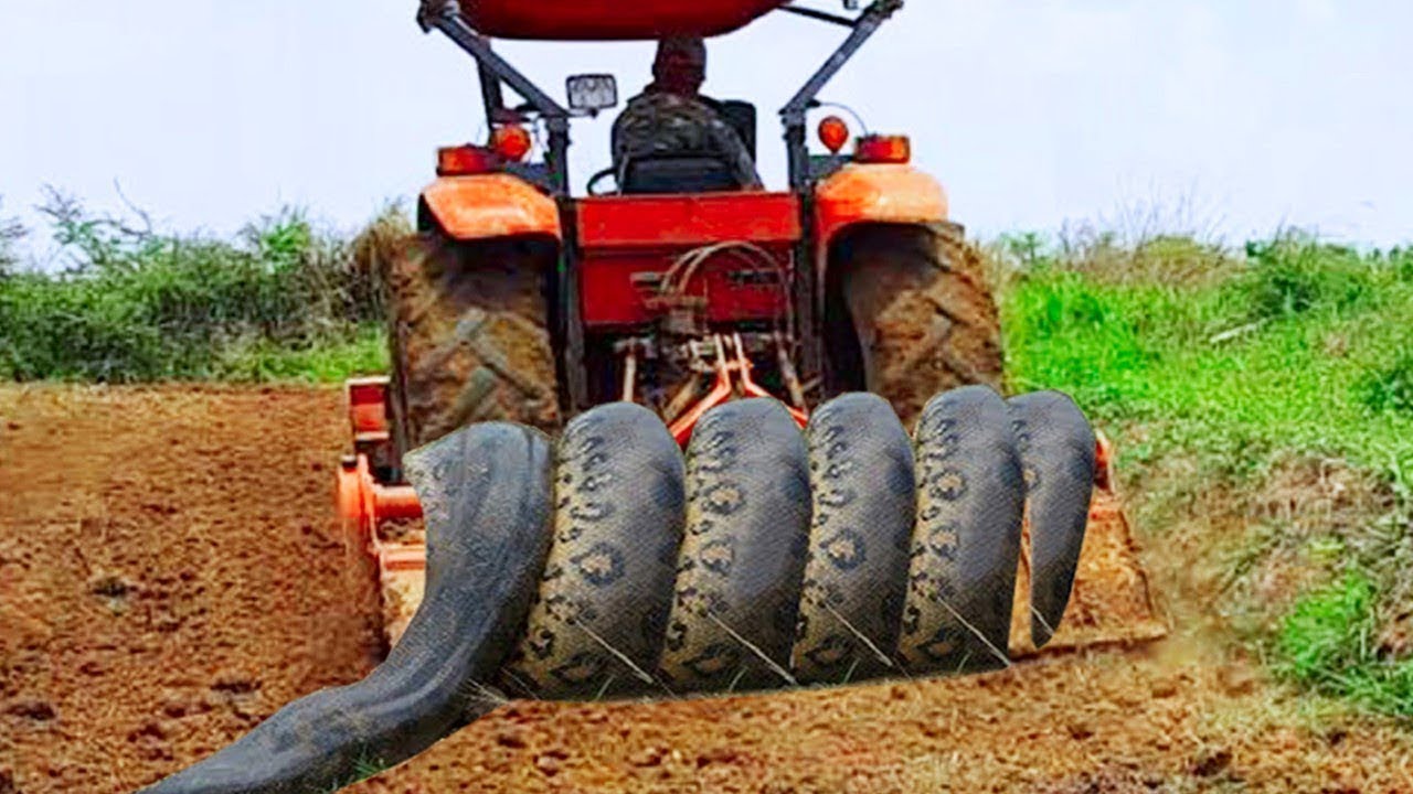 Again !! Cambodian kid catches snake after tractor - YouTube