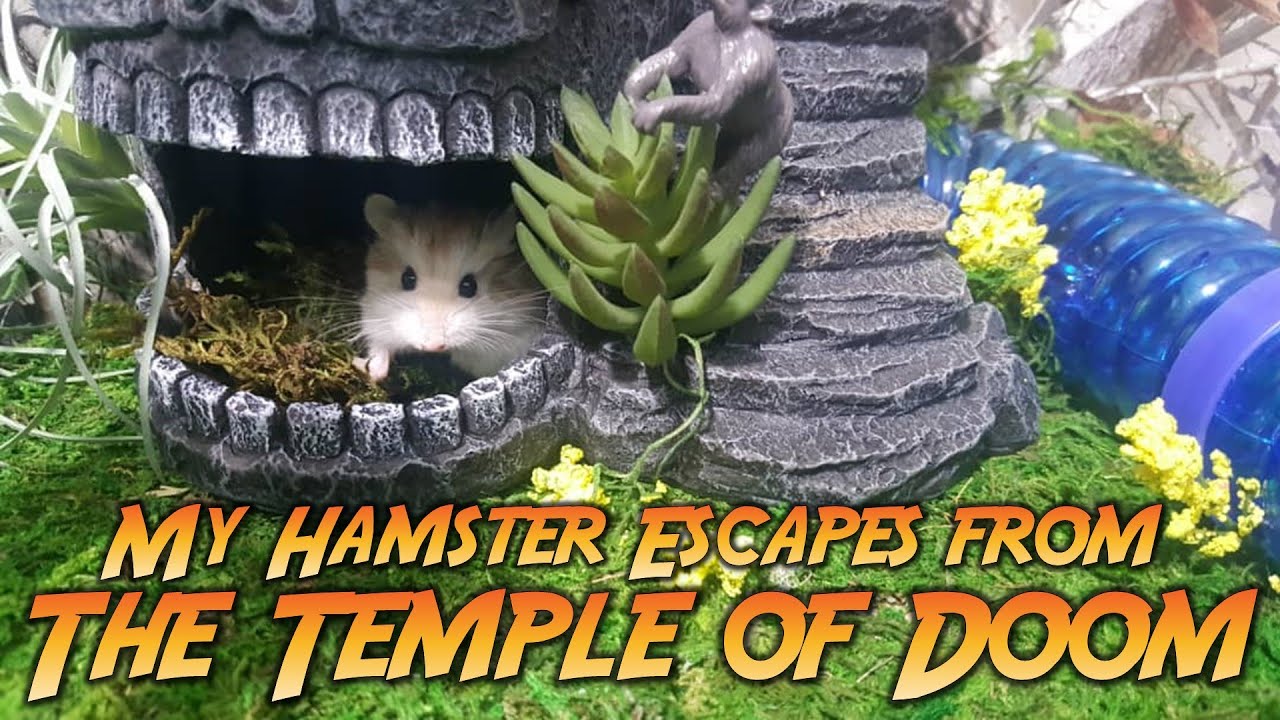Hamster escapes the worst "Temple of Doom" ever - Hamsters Adventures ...