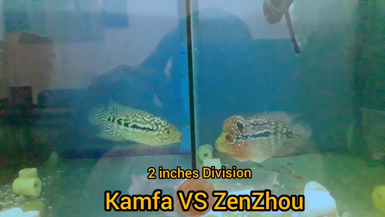 Which is Better? KAMFA or Zen Zhou flowerhorn - YouTube
