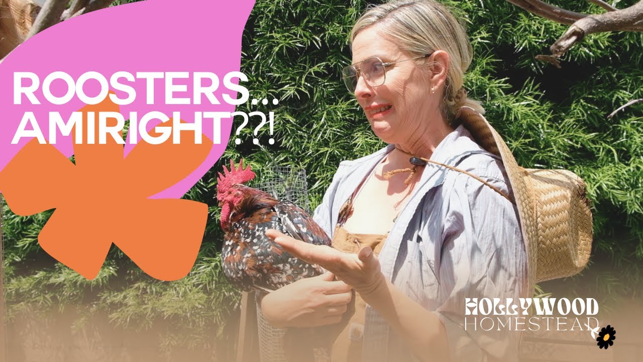 Roosters...Amiright??? How to tame a psycho rooster. - YouTube