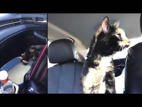 Road Tripping with my Cat - YouTube