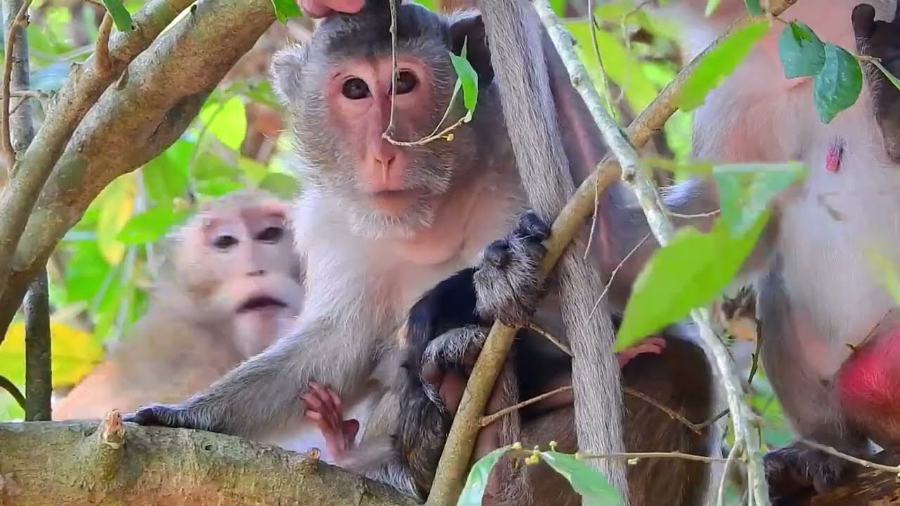 Oh Pitiful! the Mother monkey is not welcome a tinny kid to asking to milk | Primate Monkey ...