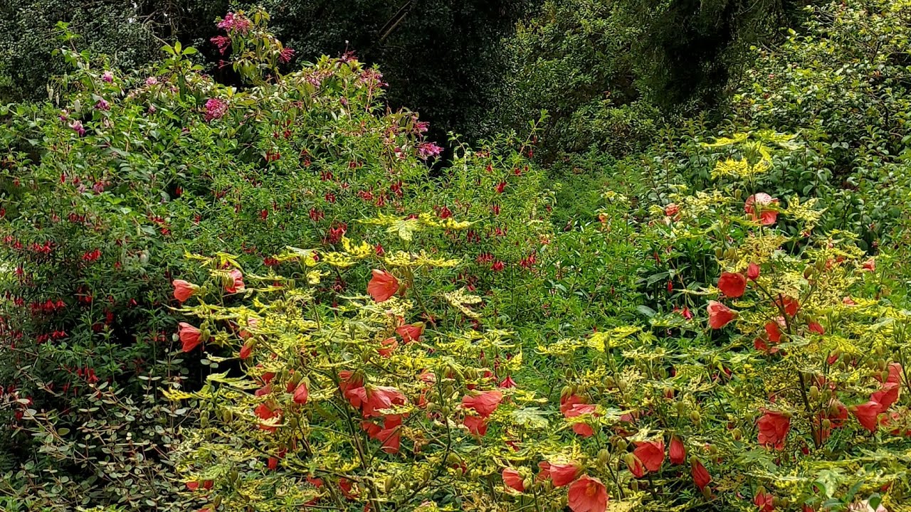 Fuschia Garden at Golden Gate Park in San Francisco - YouTube