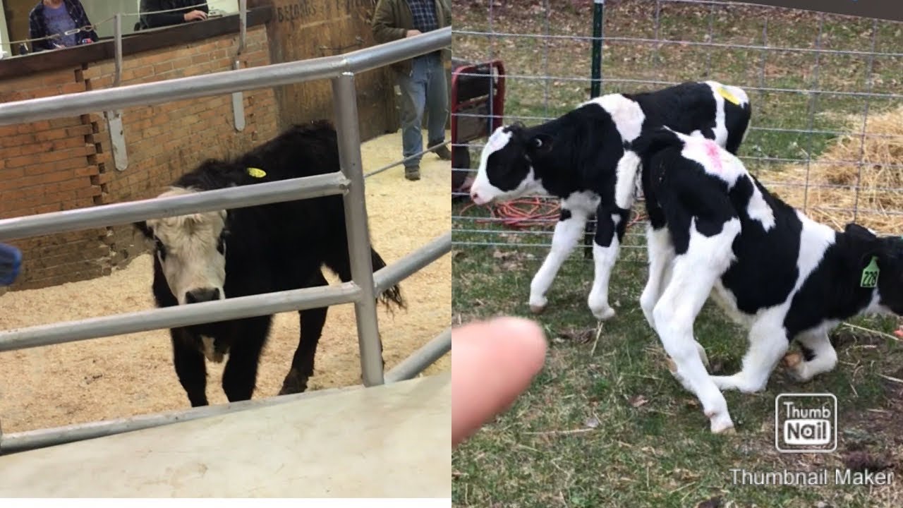 Livestock Auction - Worst Group of Calves! I Was Stupid - YouTube