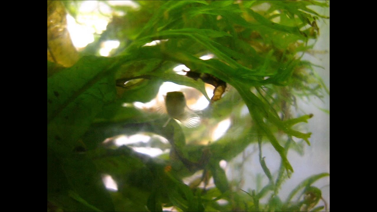 kryptolebias marmoratus 01 - YouTube