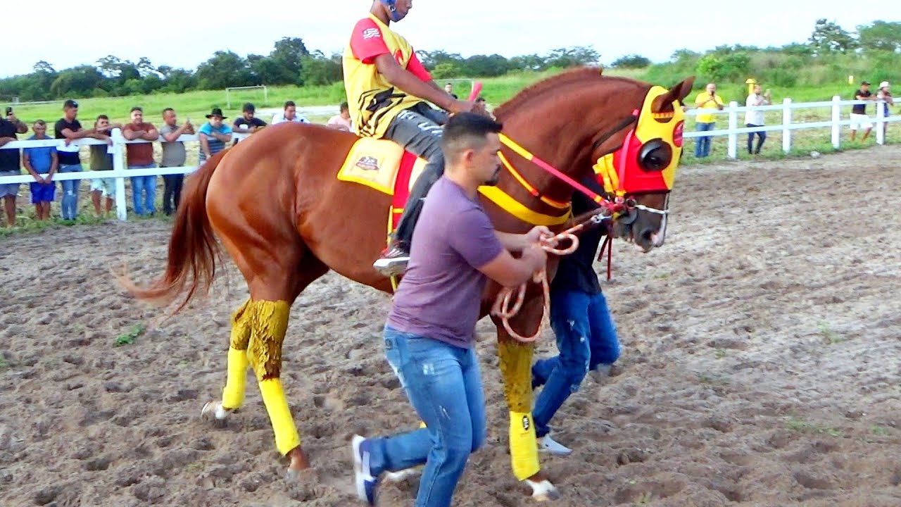 Especial: PLAYBOY APPEALS RIL - o campeão do I Derby Haras Monte Verde ...