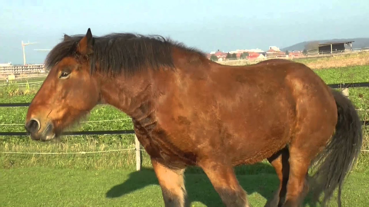 Ardenner Kaltblut 1100kg wälzt sich im Gras - Draft Horse rolling - YouTube
