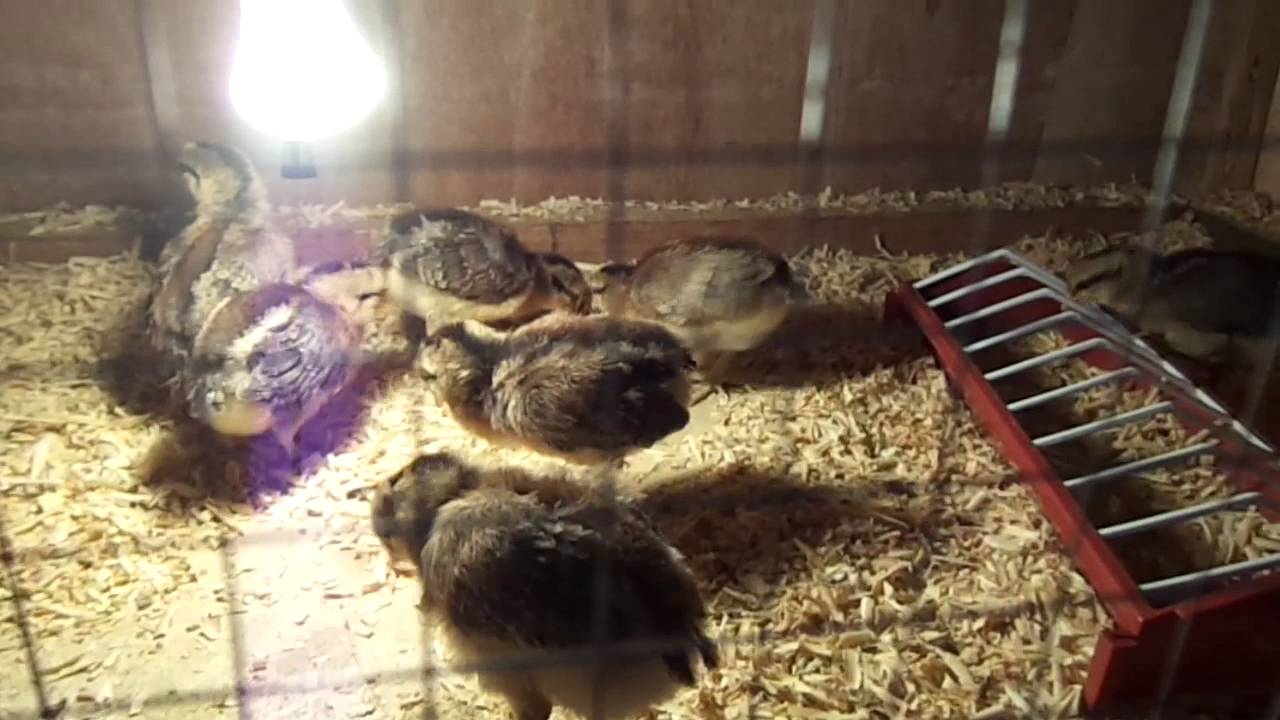 high-action-bulik/sweater cross 1 week old chicks - YouTube