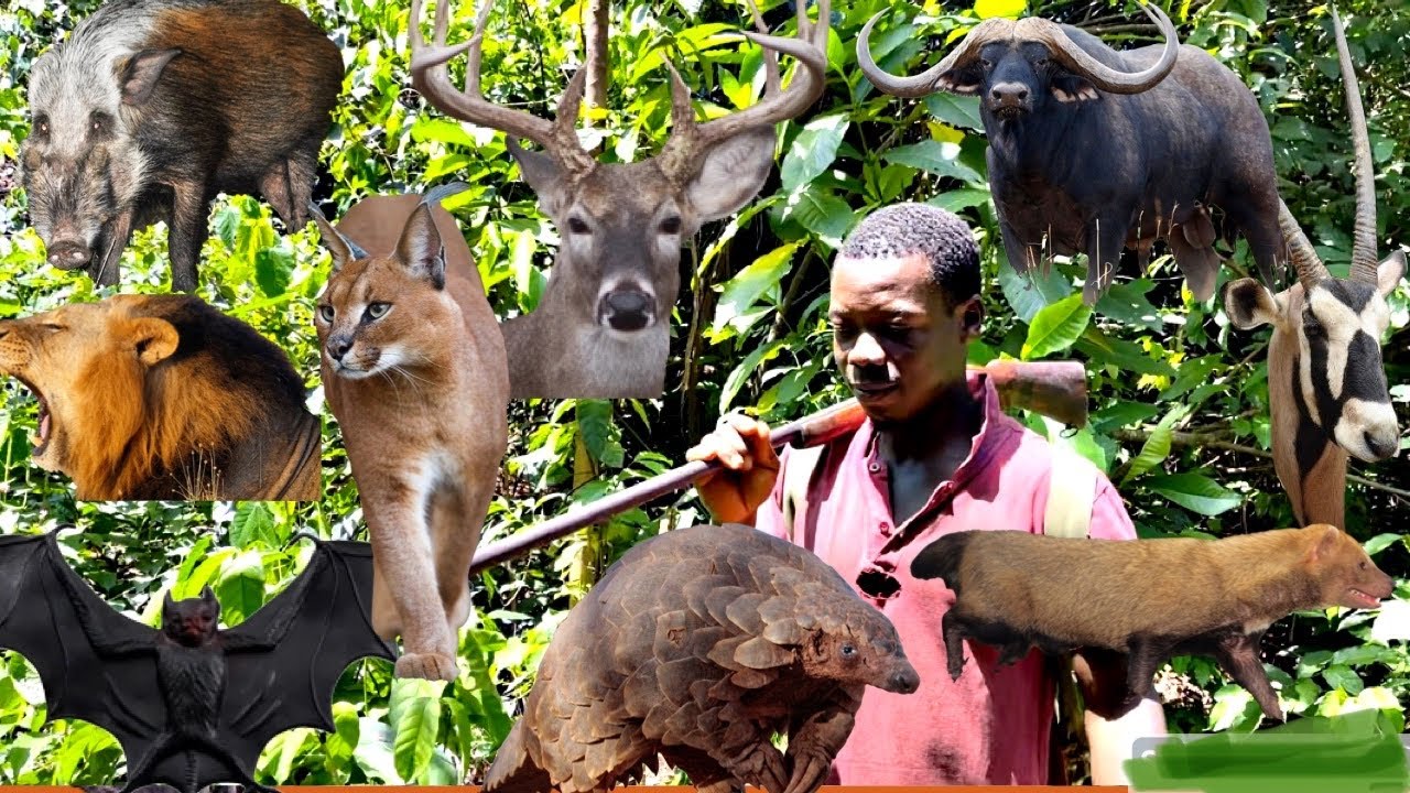 Amazing!! Hunter Who Knows The Cry Of Every Forest Animals Narrates How ...