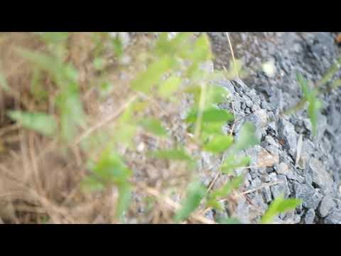 厚嘴苇莺 Thick-billed Warbler in Malaysia - calling only