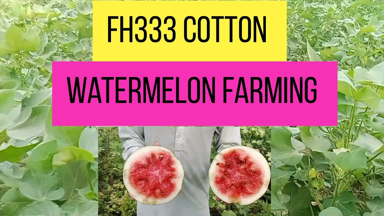 watermelon farming in pakistan| watermelon farming punjab |#fh333 ...