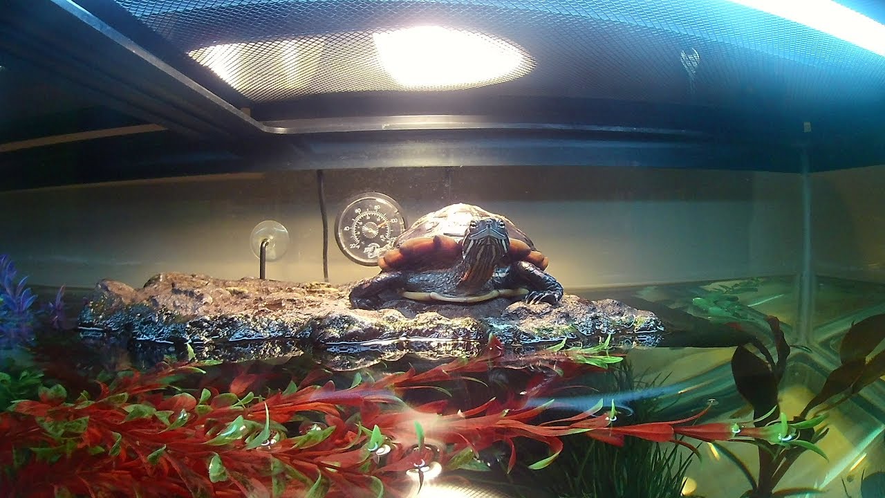 TURTLE LIGHTING - YouTube