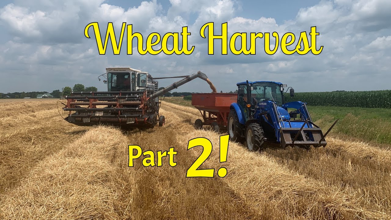 The Harvest Continues! (Wheat Harvest part 2) - YouTube